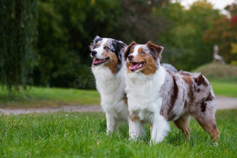 Two Australian Shepherd Dogs Stock Image - Image of view, ground: 31343587