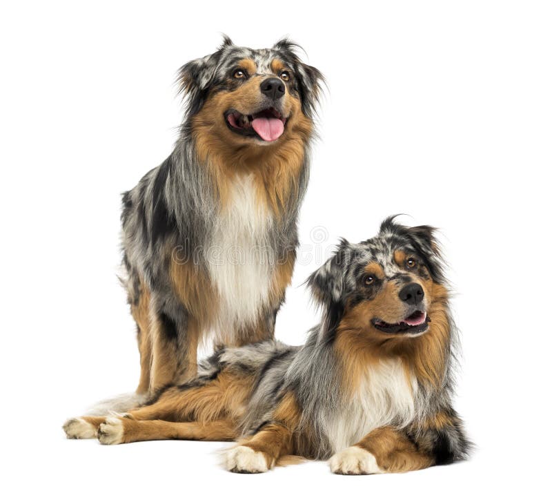 Two Australian shepherds stock photo. Image of canine - 39254890