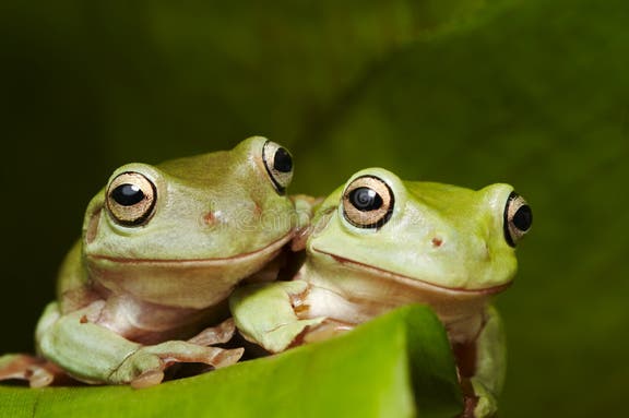 Two Australian tree frogs stock image. Image of animal - 7821609