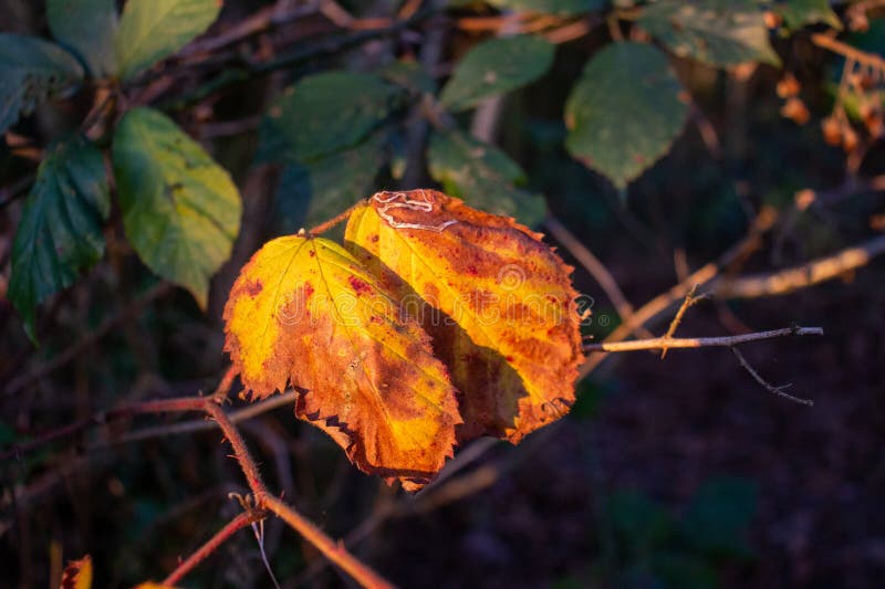 Two Autumn Gold Coloured Leaves Stock Photo - Image of leaves, shrub ...