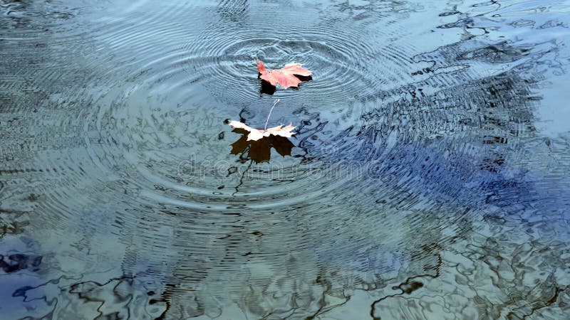 Two Autumn Leaf Fell in a Puddle Stock Image - Image of nature, fall ...