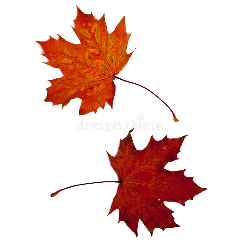 Two Autumn Leaves stock image. Image of leaves, cones - 11969697
