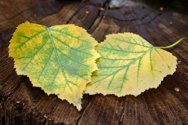 Two autumn leaves stock image. Image of beauty, october - 3198859