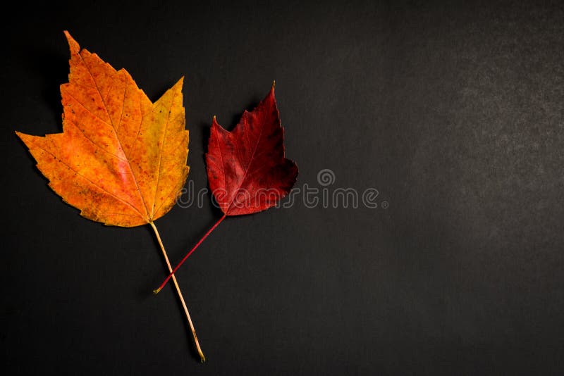 Two Autumn Leaves on a Dark Background Stock Photo - Image of texture ...