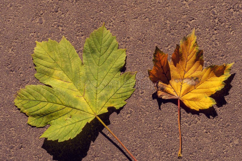 Two autumn leaves stock photo. Image of colorful, pattern - 241805754