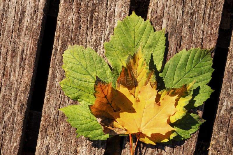 Two autumn leaves stock image. Image of colorful, foliage - 241805803