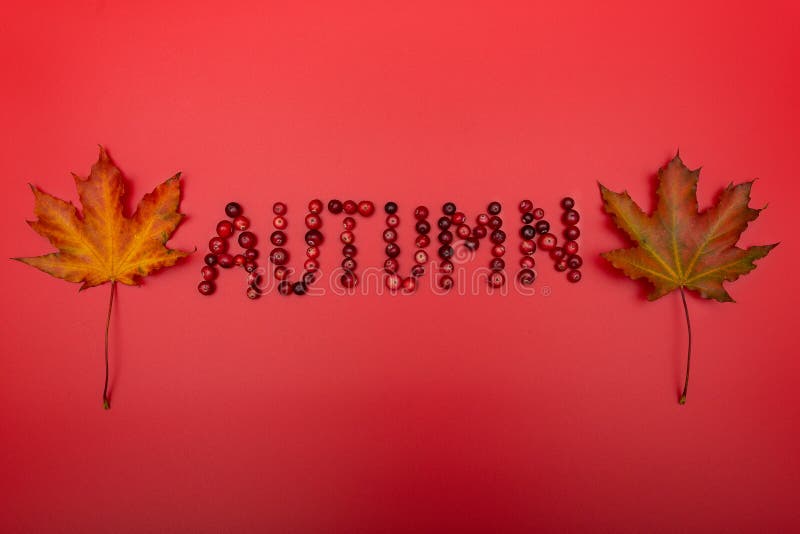 Two Autumn Leaves and Autumn Stock Image - Image of plant, rough: 160375249