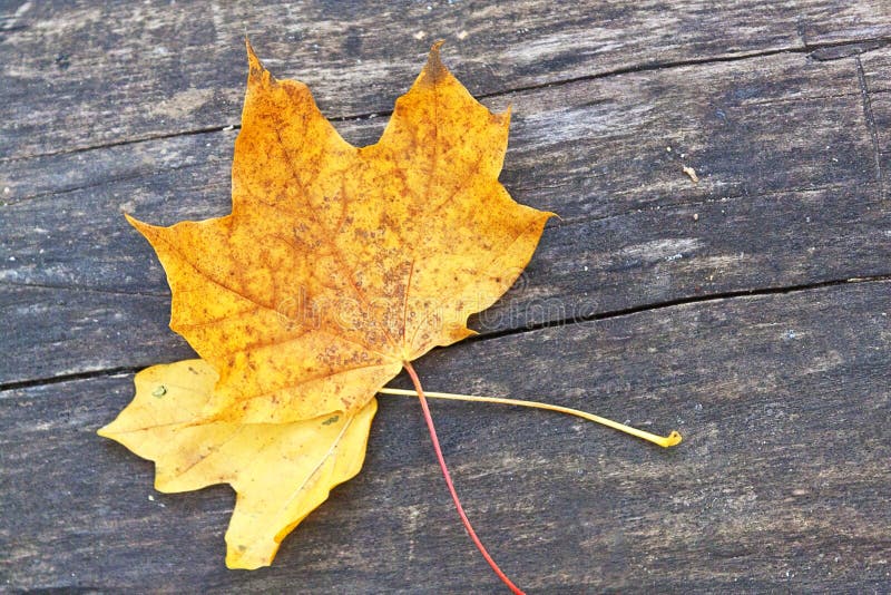 Two autumn maple leaf stock image. Image of forest, color - 36939329