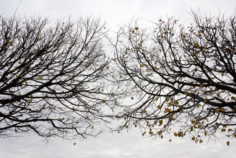 Two Autumn Trees stock photo. Image of cloudy, black - 16594202