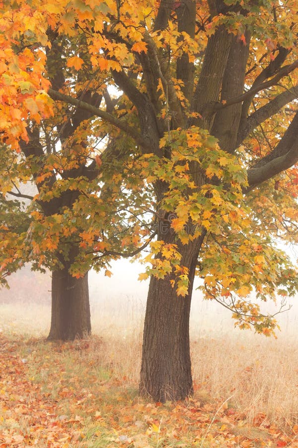 Two autumn trees stock image. Image of landscape, tree - 77880953