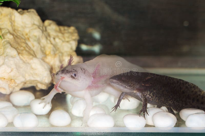 Two Axolotls in an Aquarium Stock Image - Image of larva, water: 103215941