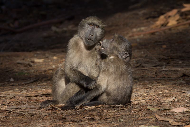 Juvenile Baboon Standing Upright Stock Photo - Image of town, chacma ...