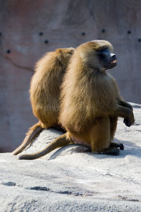 Two baboons stock image. Image of hair, crag, rock, shaggy - 2774095