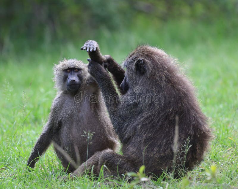 Two Baboons stock image. Image of primate, baboon, wild - 233407903
