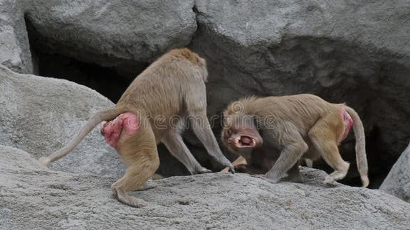 Two Baboons Fighting stock photo. Image of wild, fighting - 371482792