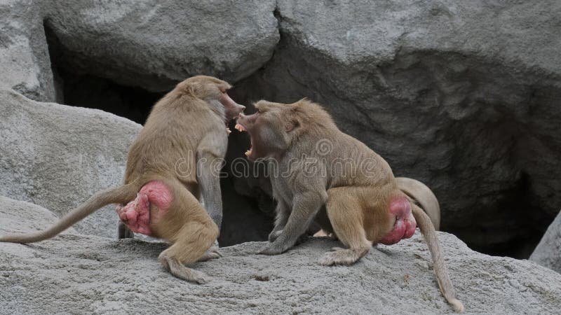 Two Baboons Fighting stock image. Image of fauna, park - 371482885