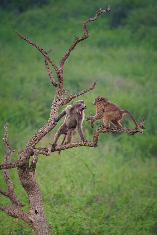 Two Baboons Interact on a Twisted Tree Branch Against a Lush Green ...