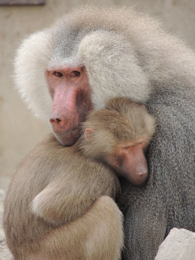 Two baboons together stock image. Image of eachother - 84492121