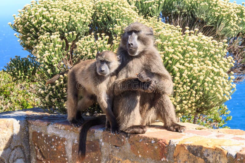 Two baboons stock image. Image of landscape, geography - 107432739