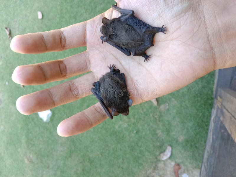 Baby Bat