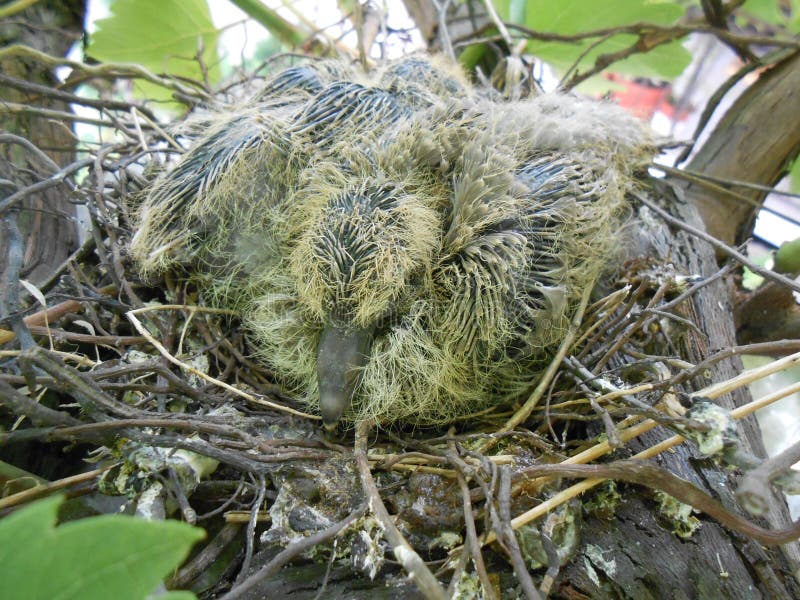 Two baby birds stock photo. Image of birds, nest, baby - 73119782