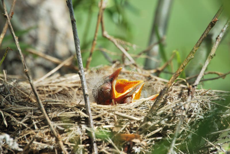 Two Baby Birds stock photo. Image of outside, branches - 56754976