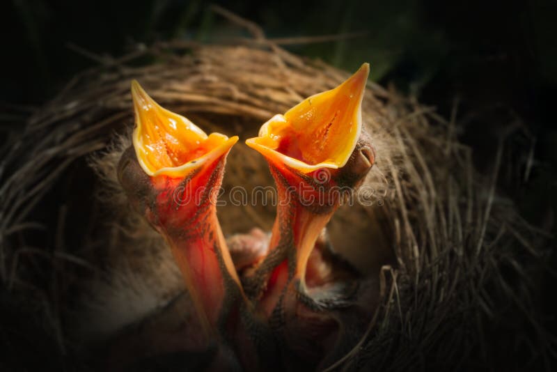 Two baby birds in the nest stock photo. Image of grow - 78027564