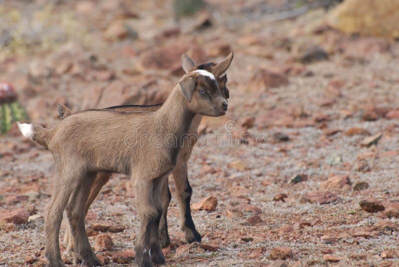 Two baby goats standing stock photo. Image of robincoventry - 56691616