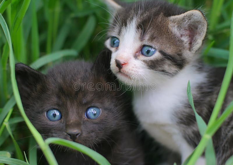 Two baby cats in the grass stock image. Image of pretty - 13336637