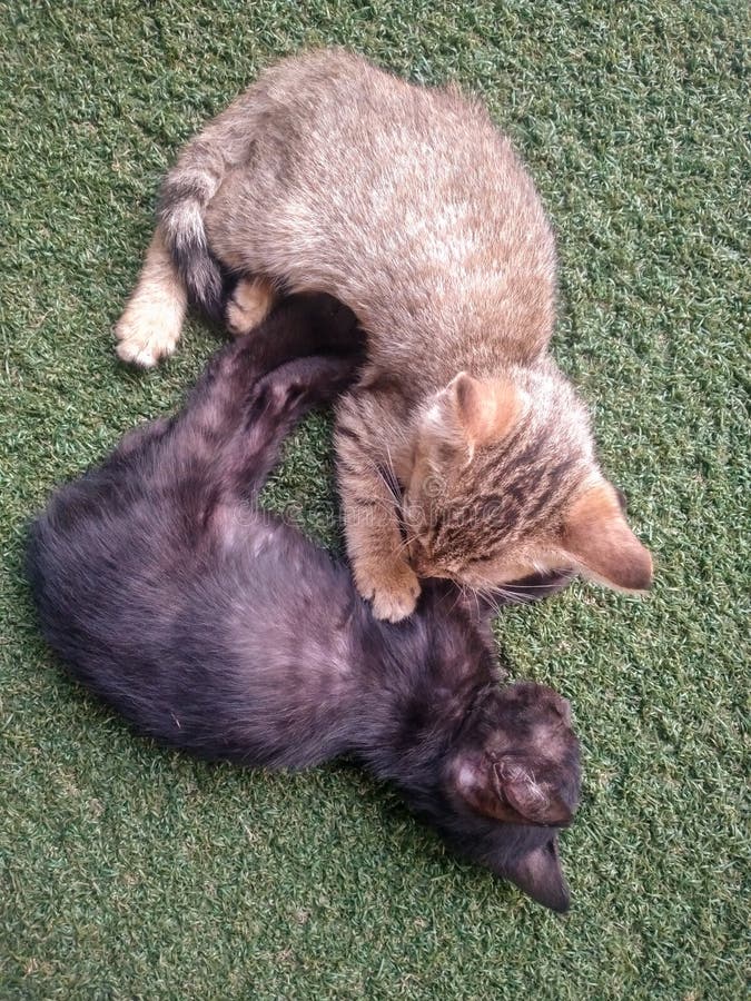 Two Baby Cats Sleeping Cuddle Stock Photo - Image of baby, sleeping ...