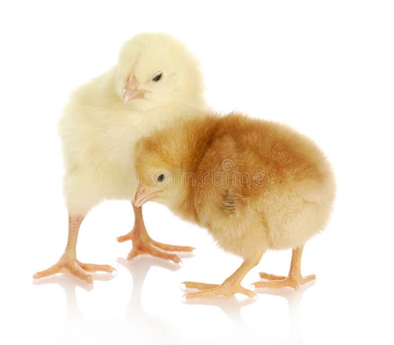 Two cute chicken stock image. Image of poultry, fluff - 8795293