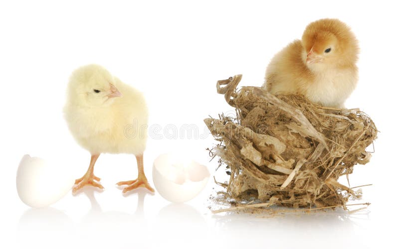 Two baby chicks stock image. Image of closeup, yellow - 27201991