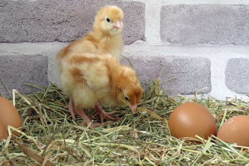 Two baby chicks stock image. Image of spring, fluffy - 70957339