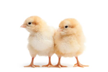 Two Baby Chicks Isolated on White Stock Image - Image of close ...