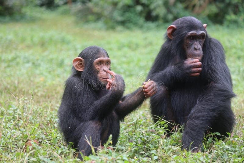 Two baby Chimpanzees stock image. Image of uganda, africa - 241734743