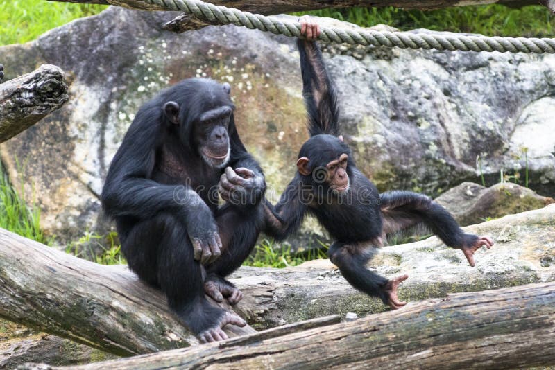 Two Baby Chimpanzees Playing Stock Image - Image of chimpanzees ...