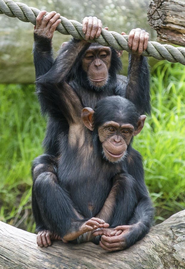 Two Baby Chimpanzees Playing Stock Image - Image of outdoors, little ...