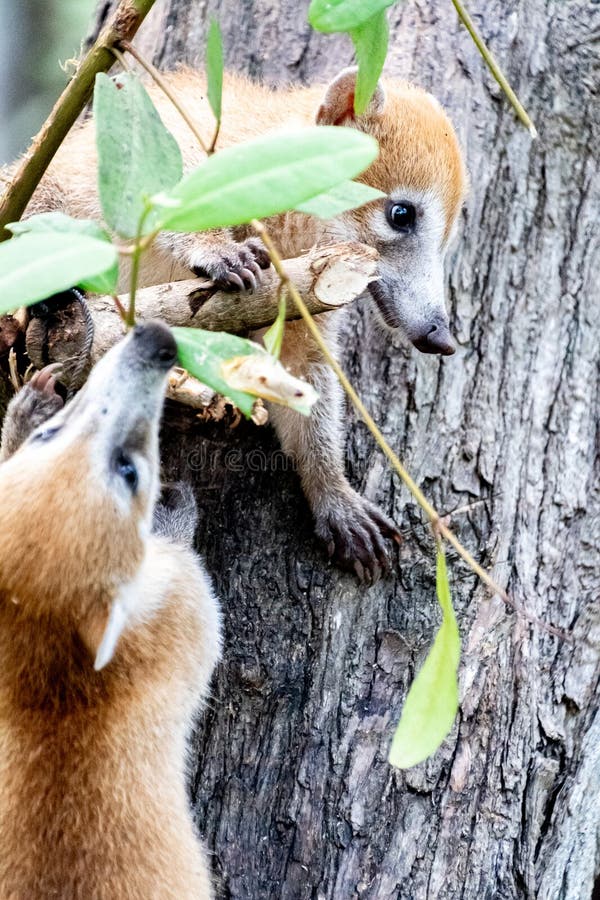 Two Baby Coaties Playing with a Branch on a Tree Trunk Stock Photo ...