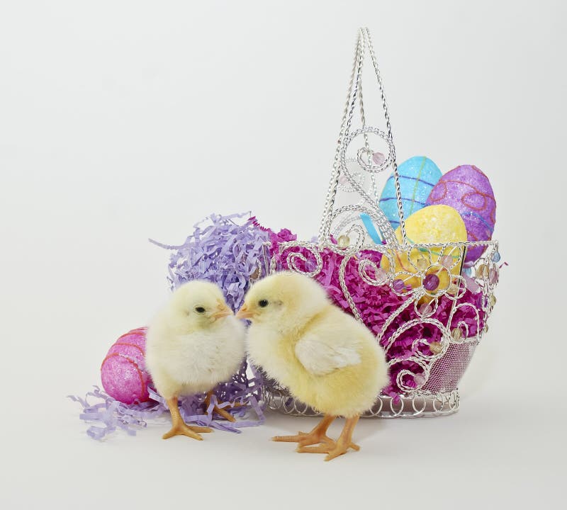 Two Baby Easter Chicks stock photo. Image of behavior - 18596294