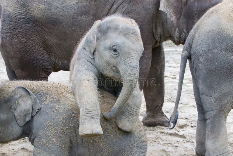Two baby elephants playing stock image. Image of baby - 54972509