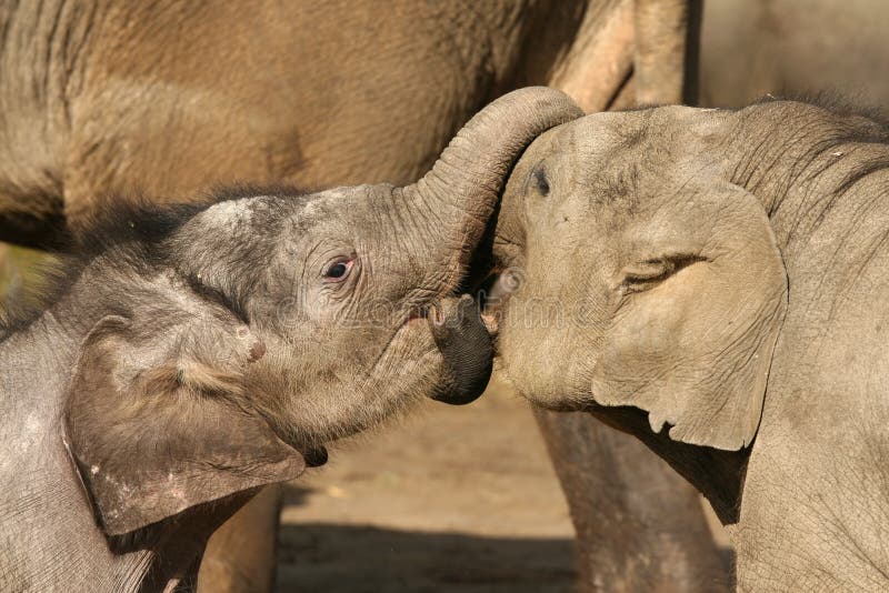 Two Baby Elephants Playing Trunk Wrestling Stock Image - Image of ...