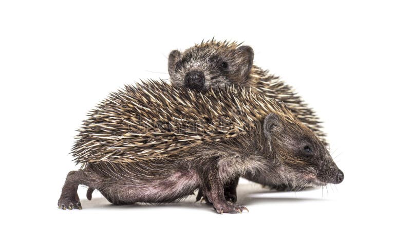 Two Baby European Hedgehog Playing Together Stock Photo - Image of ...
