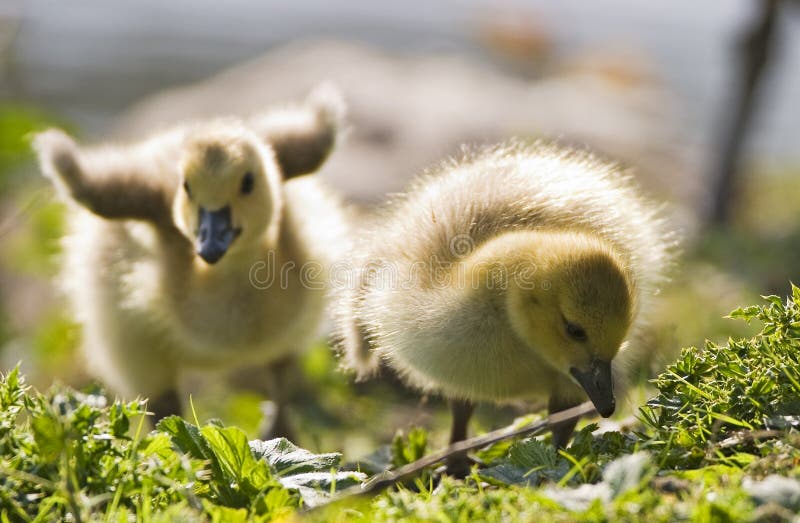 Two Baby Geese stock photo. Image of tiny, beak, chubby - 2601232