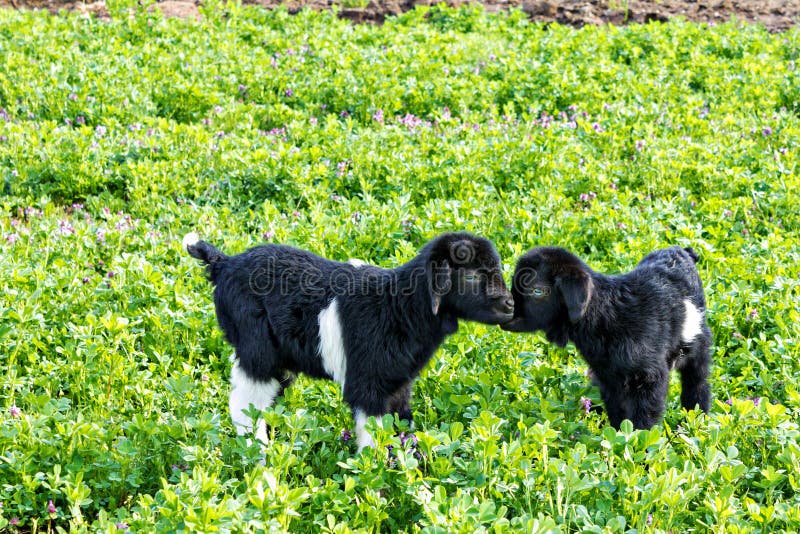 Two baby goat standing stock photo. Image of male, horn - 36317072