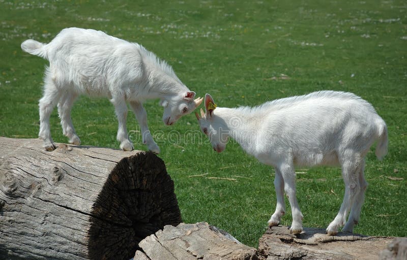 Two baby goats stock photo. Image of outdoors, twins - 14597418