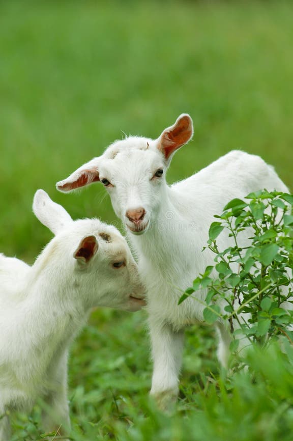 16+ Two baby goats Free Stock Photos - StockFreeImages