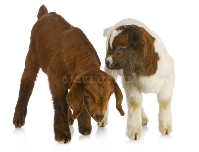 Two baby goats stock image. Image of staring, baby, livestock - 27202309
