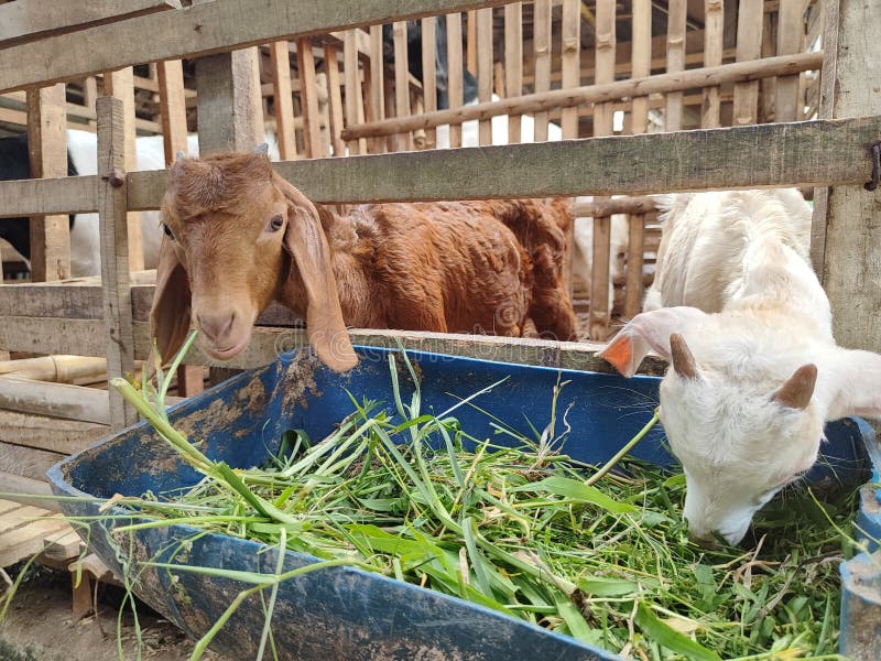 Two Baby Goats Eat Grass from a Pen in the City of Blitar, East Java ...