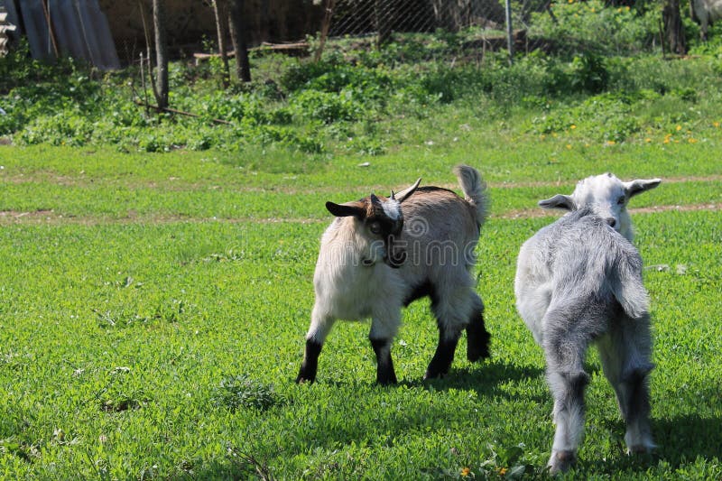 Two Baby Goats in the Meadow Stock Photo - Image of herd, animal: 355014058
