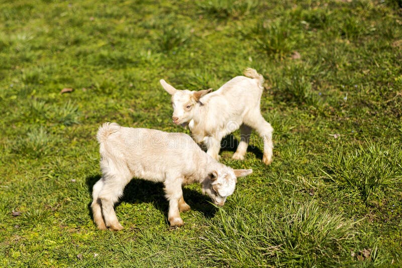 Two baby goats playing stock image. Image of livestock - 52480483
